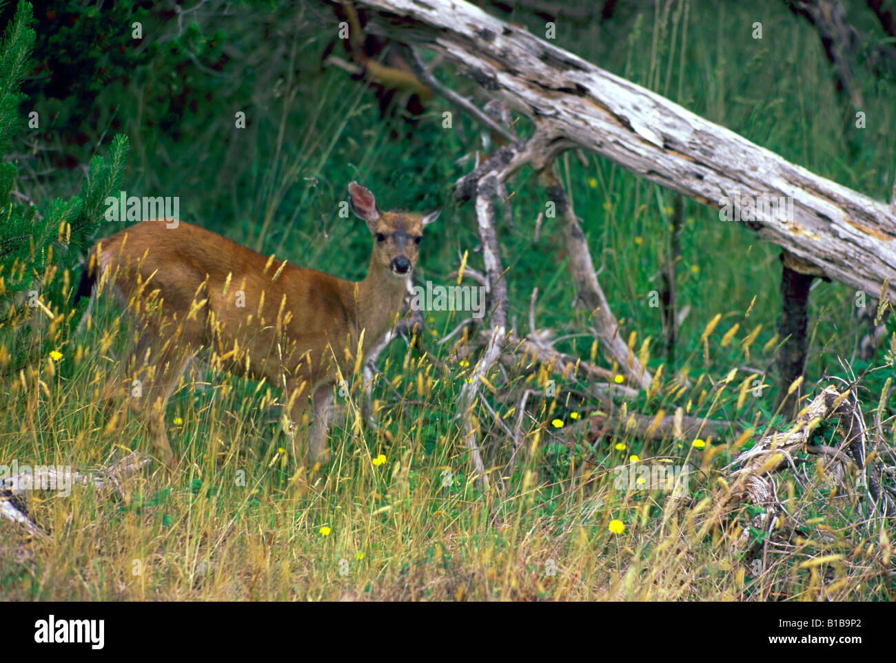 Black-tailed Deer aka Blacktail Deer (Odocoileus hemionus columbianus ...