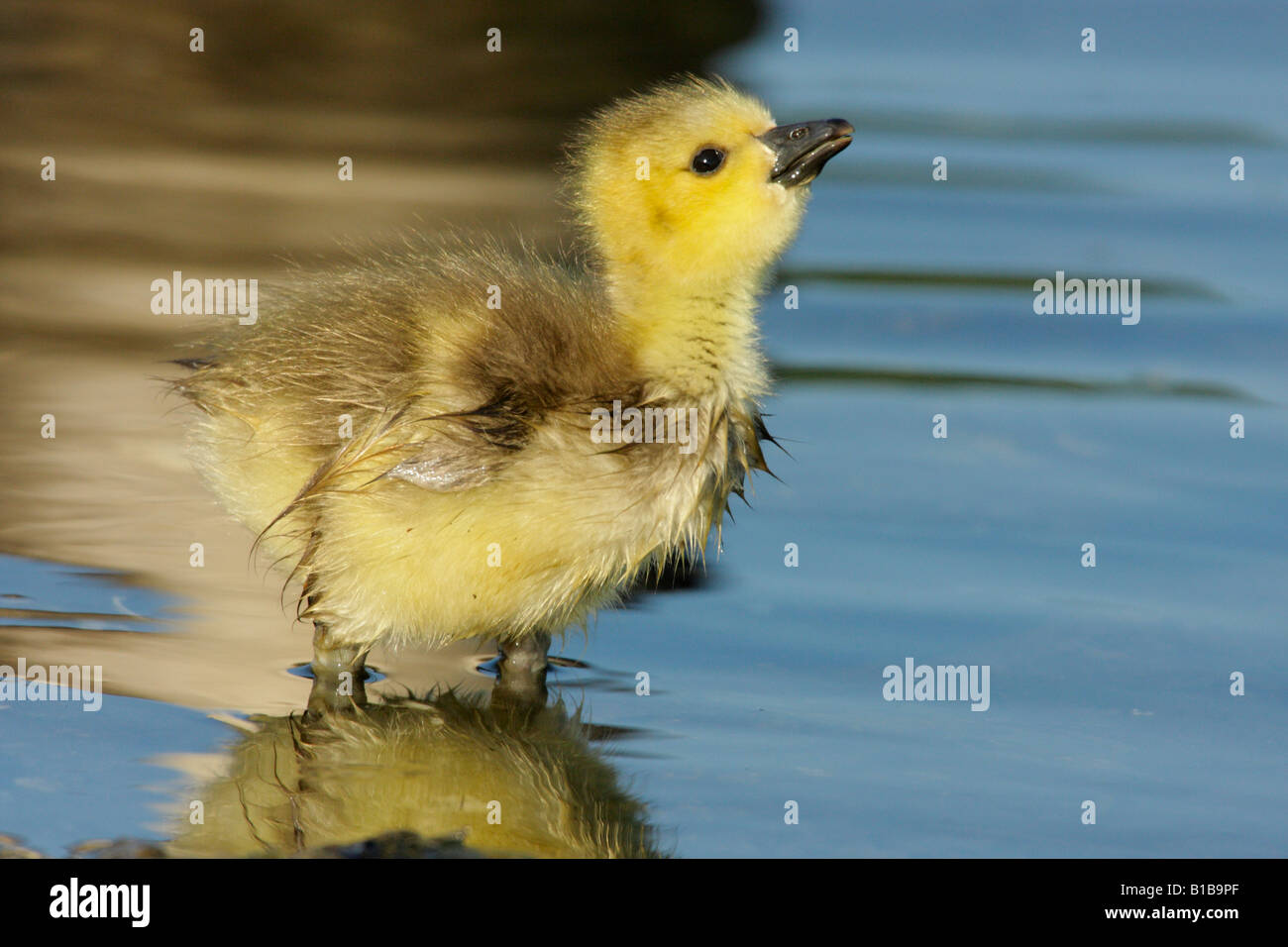 Waterfowl birds hi-res stock photography and images - Alamy