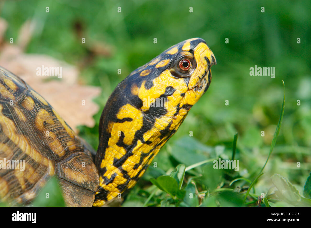 eastern box turtle / Terrapene carolina carolina Stock Photo - Alamy