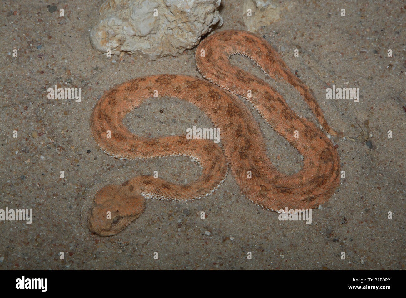 Saharan horned viper - lying in sand / Cerastes cerastes Stock Photo ...