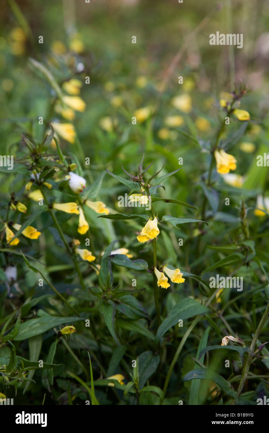 cow wheat Melampyrum pratense cornwall Stock Photo - Alamy