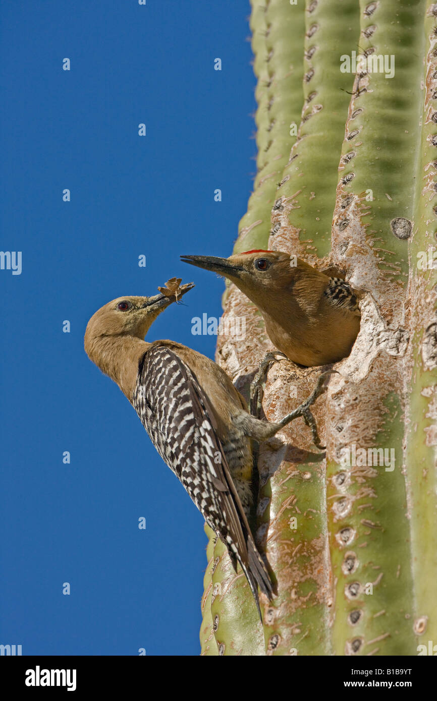 Gila woodpecker melanerpes uropygialis arizona desert sonoran desert az ...