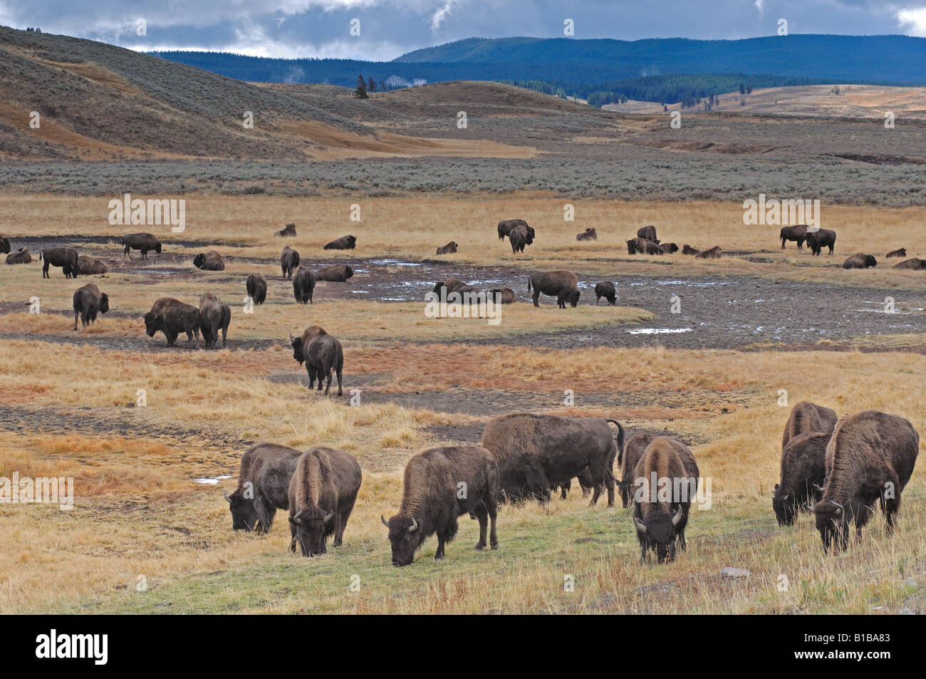 American bisons - herd / Bison bison Stock Photo - Alamy