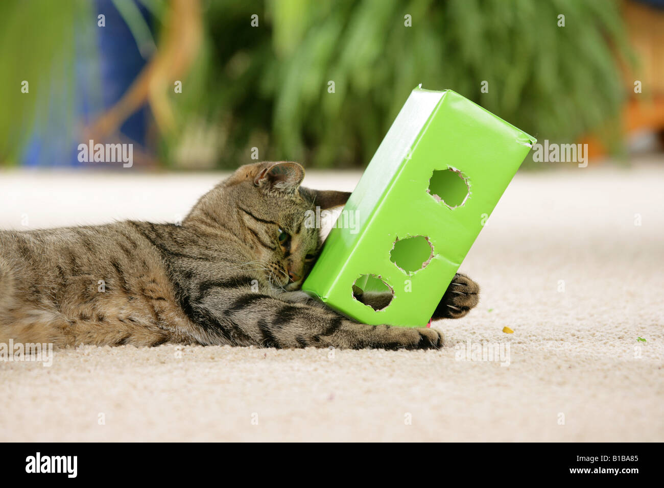 domestic cat playing with box Stock Photo - Alamy