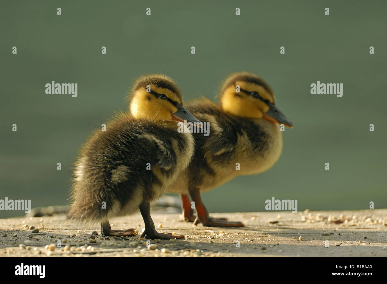 mallard : two ducklings - standing Stock Photo - Alamy