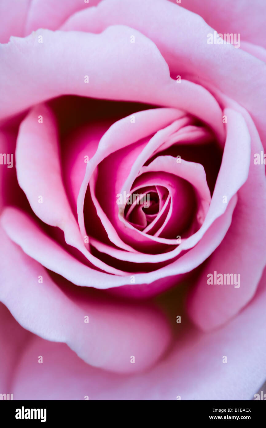 pink rose close up Stock Photo - Alamy
