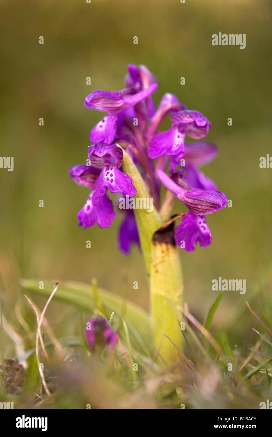 green winged orchid Orchis morio cornwall Stock Photo - Alamy