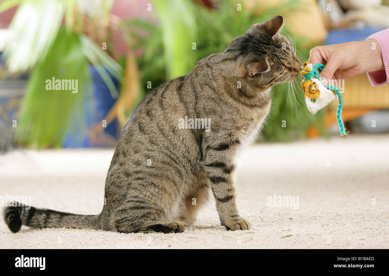 Sniffing bag hi-res stock photography and images - Alamy