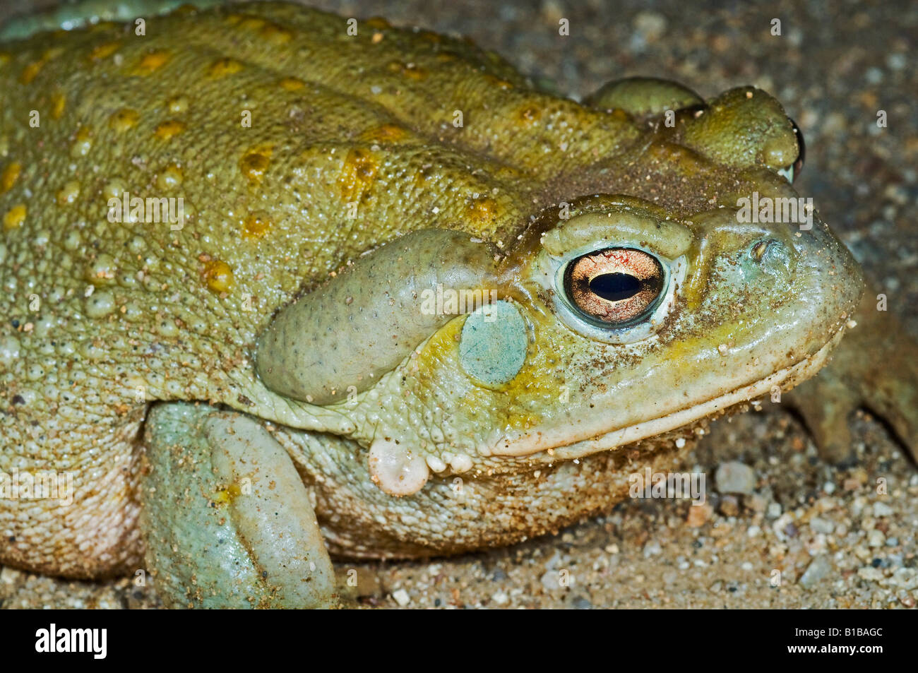 Sonoran Desert Toad High Resolution Stock Photography and Images - Alamy