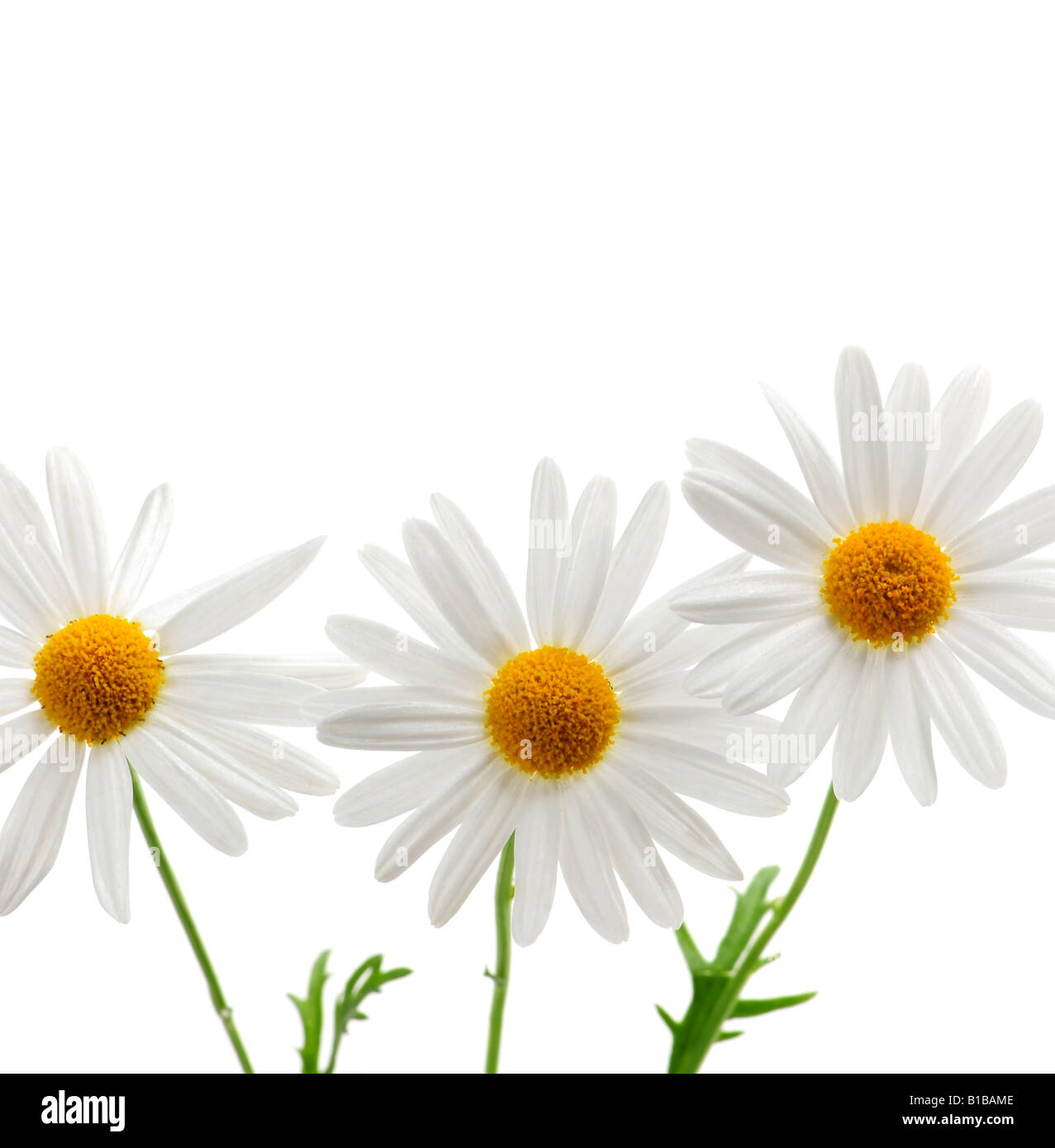 Daisy flowers isolated on white background Stock Photo - Alamy