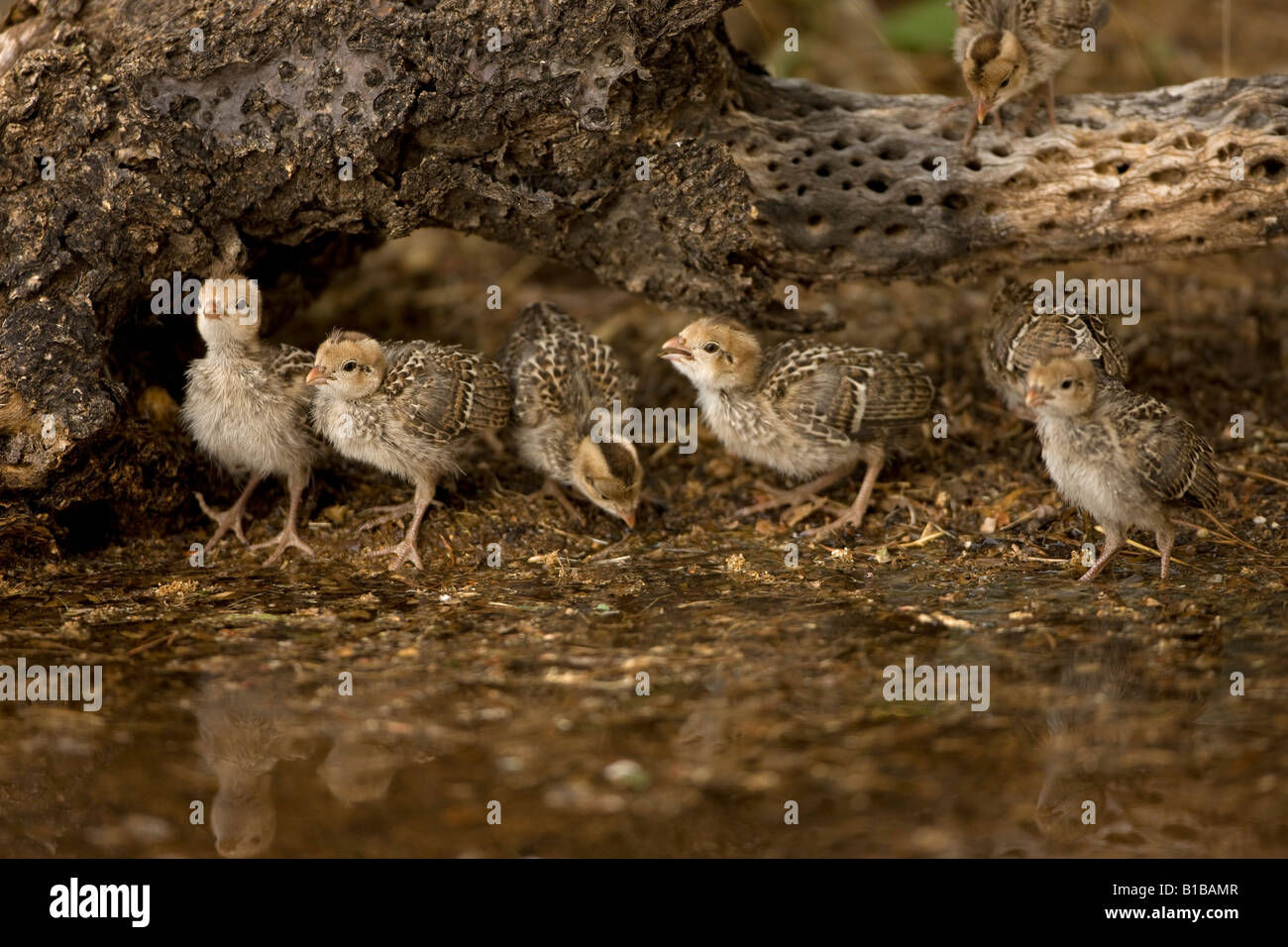 Quail chicks desert hi-res stock photography and images - Alamy
