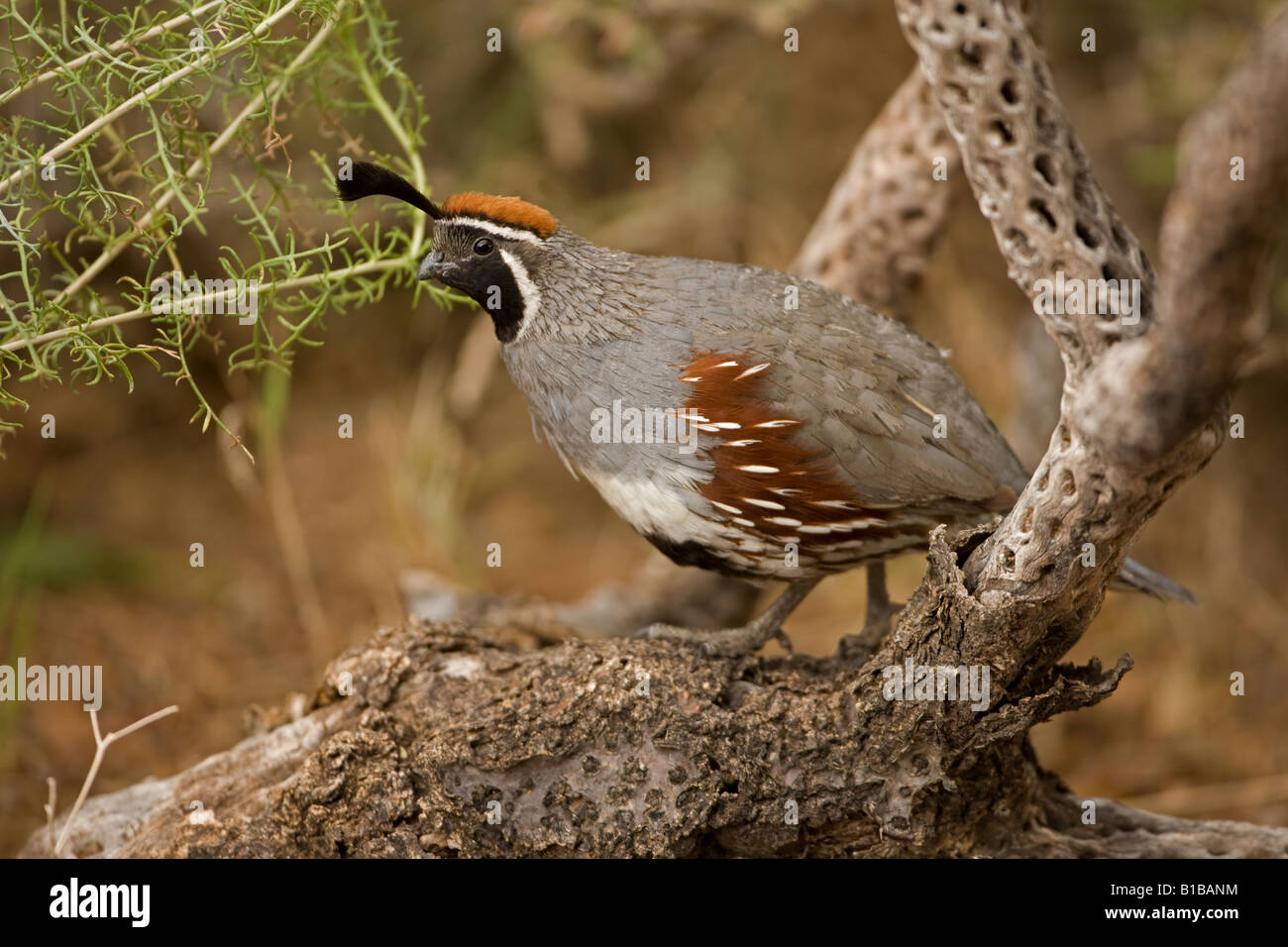 Gambels quail male perched hi-res stock photography and images - Alamy