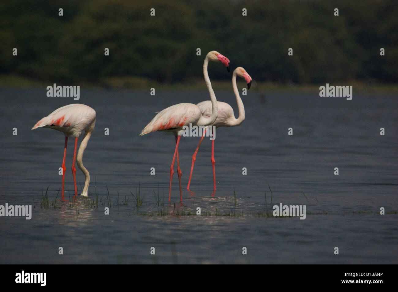 Indian flamingos hi-res stock photography and images - Alamy