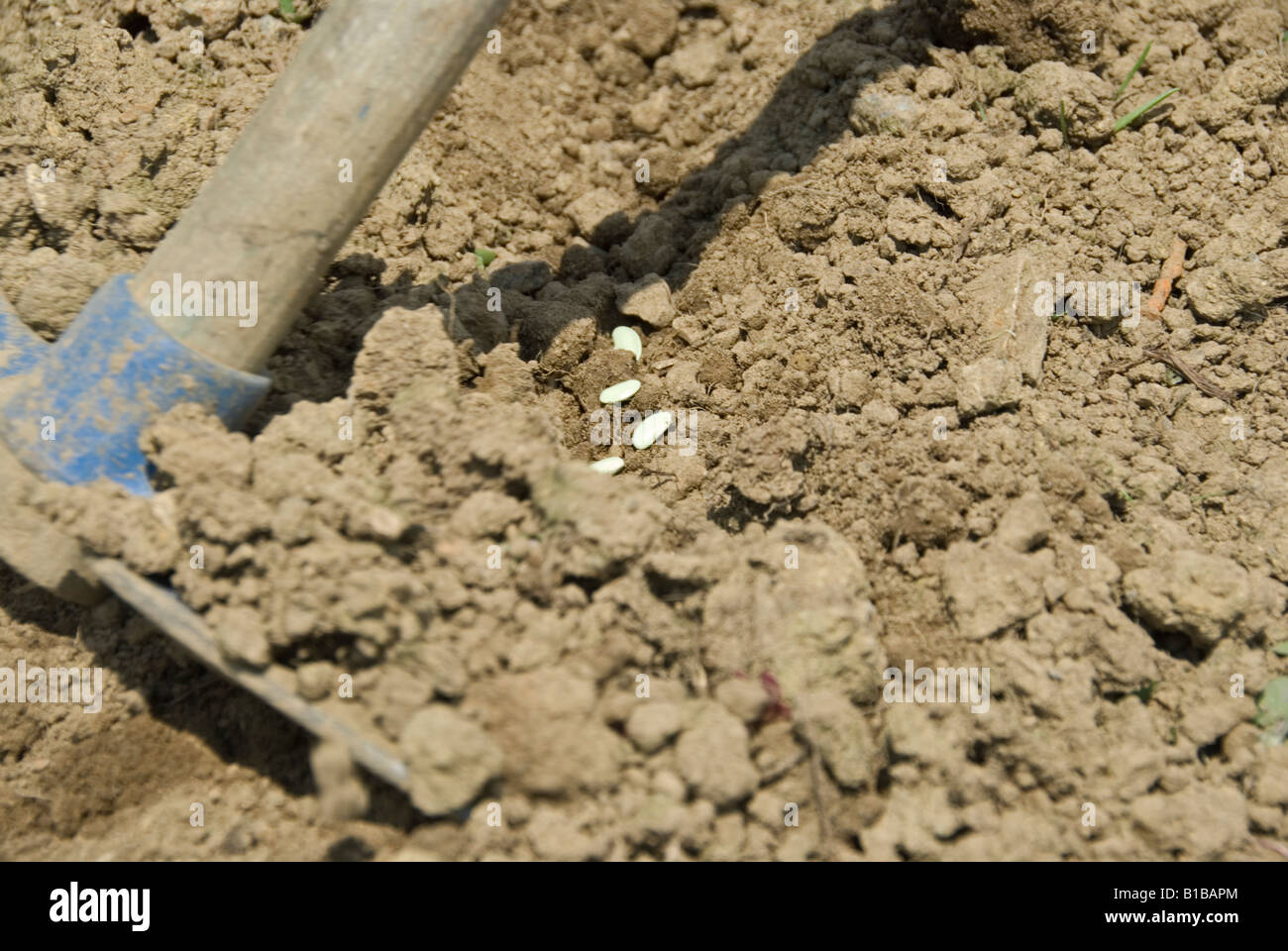 Stock photo of a pick mattock garden tool being used to cover over a ...