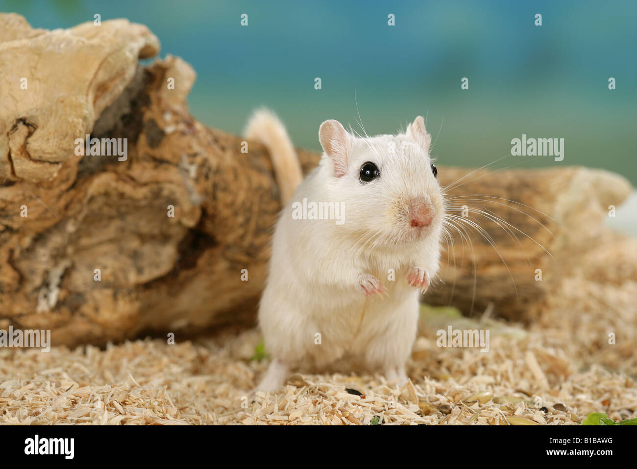 Mongolian Gerbil - standing Stock Photo - Alamy