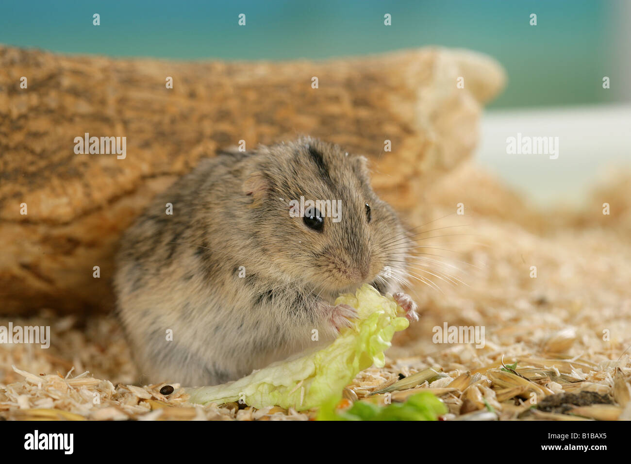 Lemmings Lemming Stock Photos & Lemmings Lemming Stock Images - Alamy