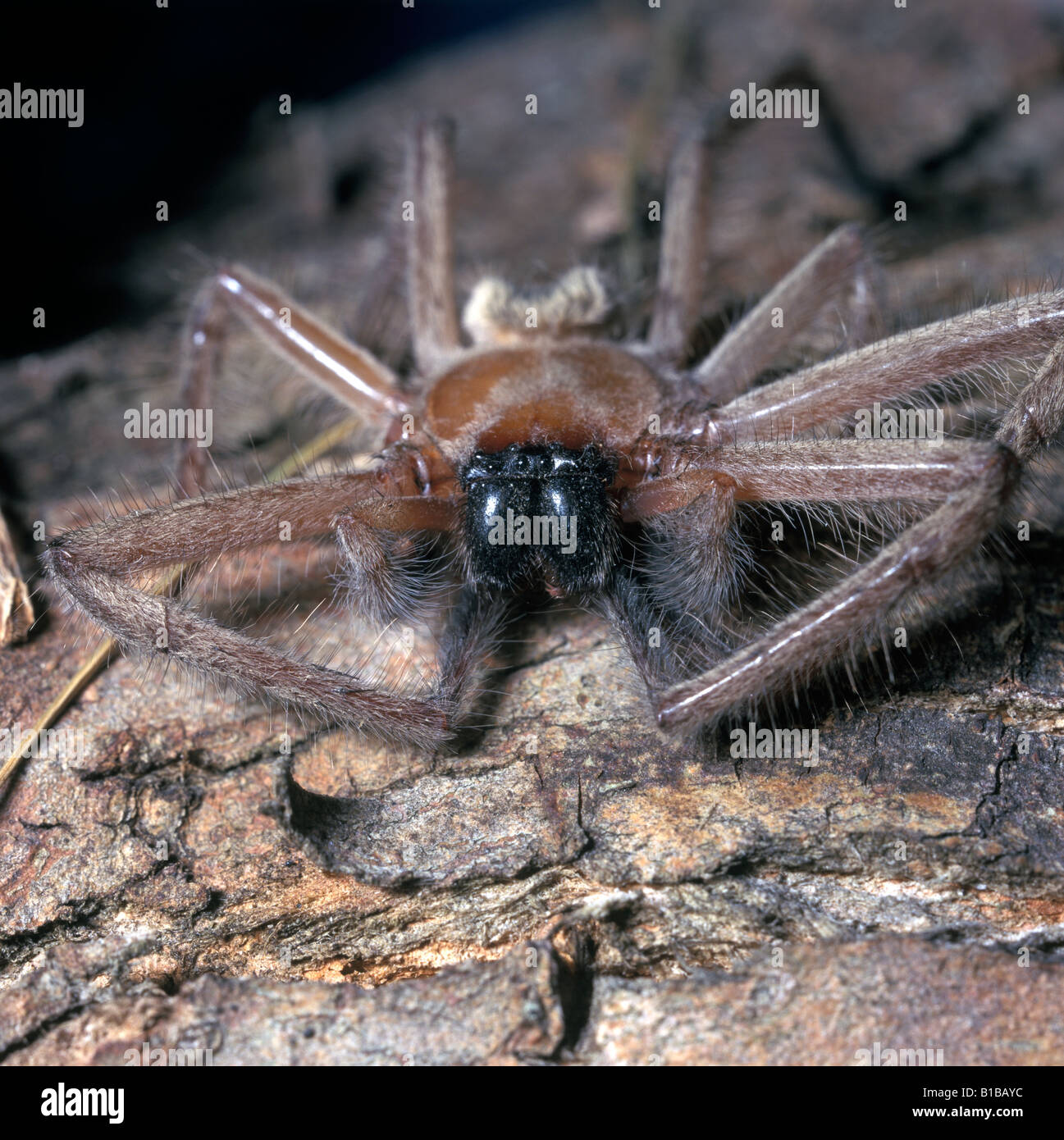 Huntsman spider hi-res stock photography and images - Alamy