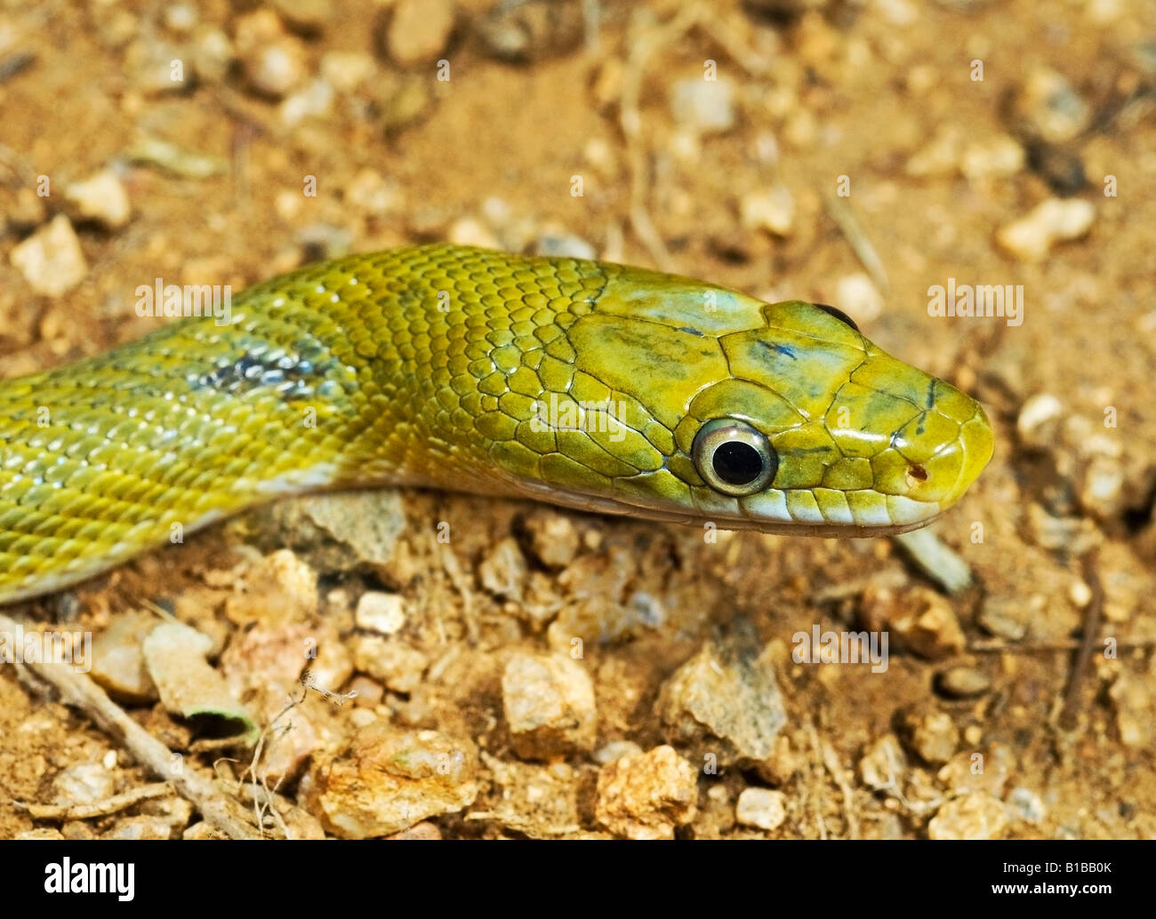Snake Elaphe High Resolution Stock Photography and Images - Alamy