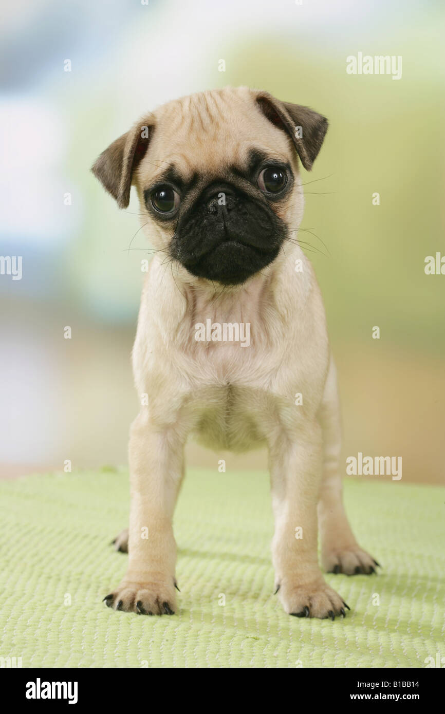 Pug - cub - standing Stock Photo - Alamy