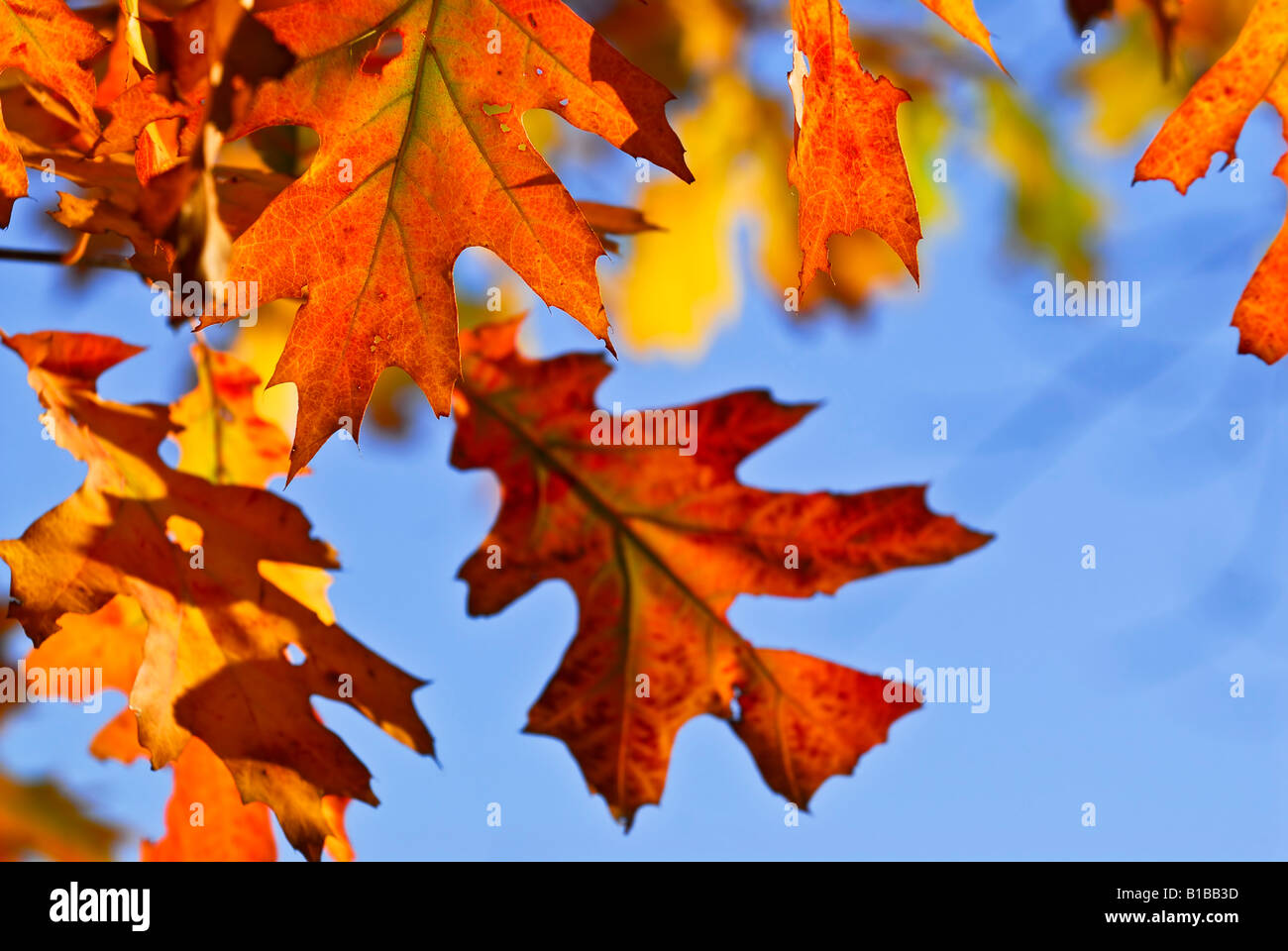 Oak leaves turning red hi-res stock photography and images - Alamy
