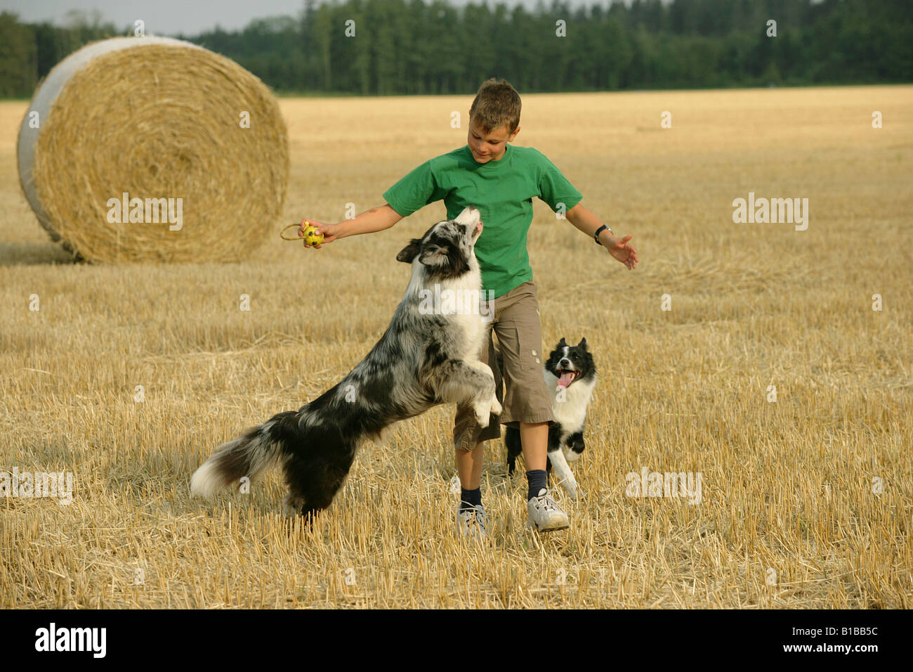 boy playing with two dogs Stock Photo - Alamy