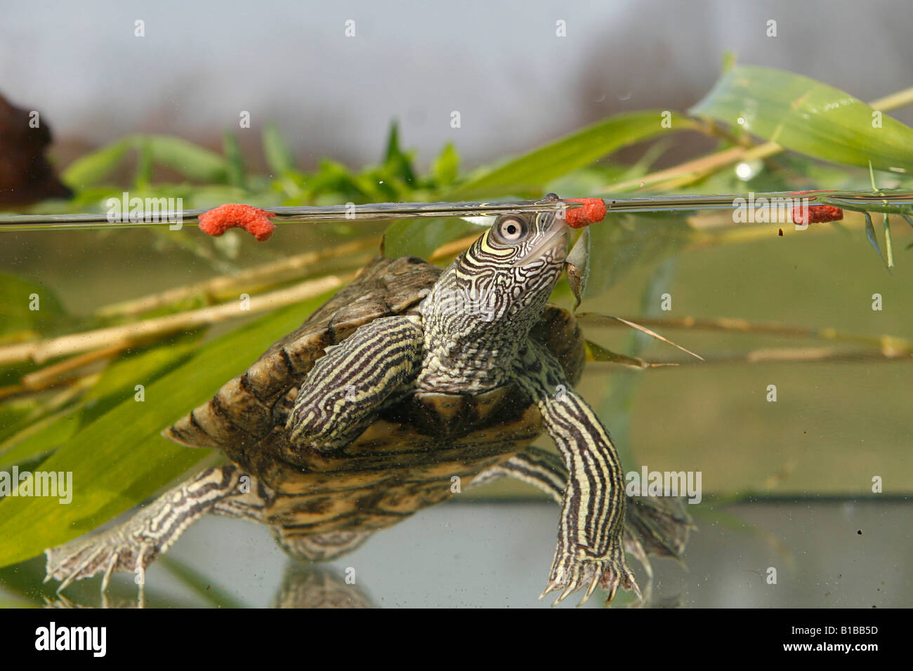 Mississippi Map Turtle High Resolution Stock Photography and Images - Alamy
