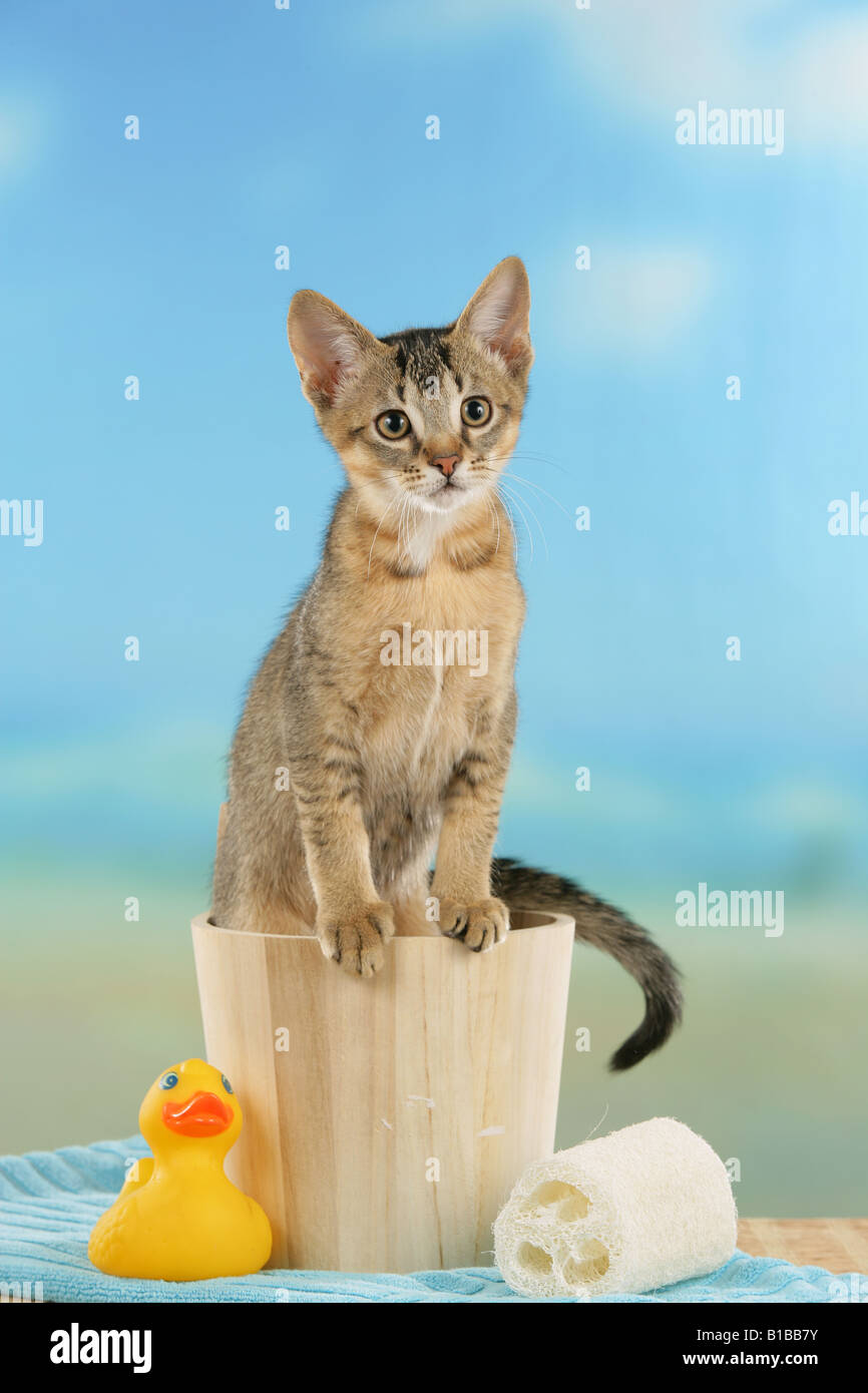 young domestic cat in tub Stock Photo - Alamy