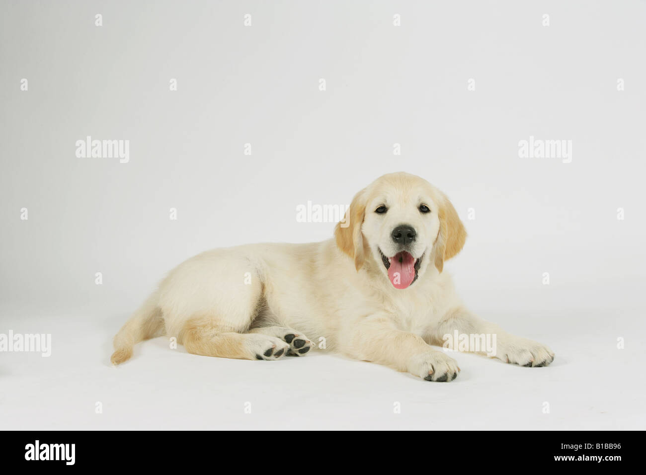 Golden Retriever - puppy - cut out Stock Photo - Alamy