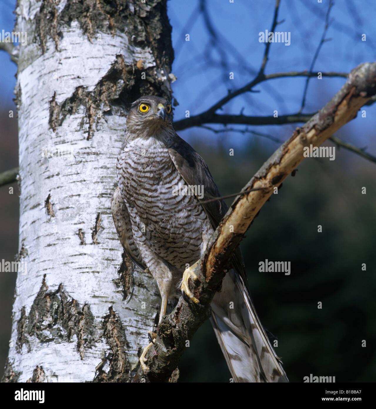 Hawk sparowhawk hawk on limb Stock Photo - Alamy