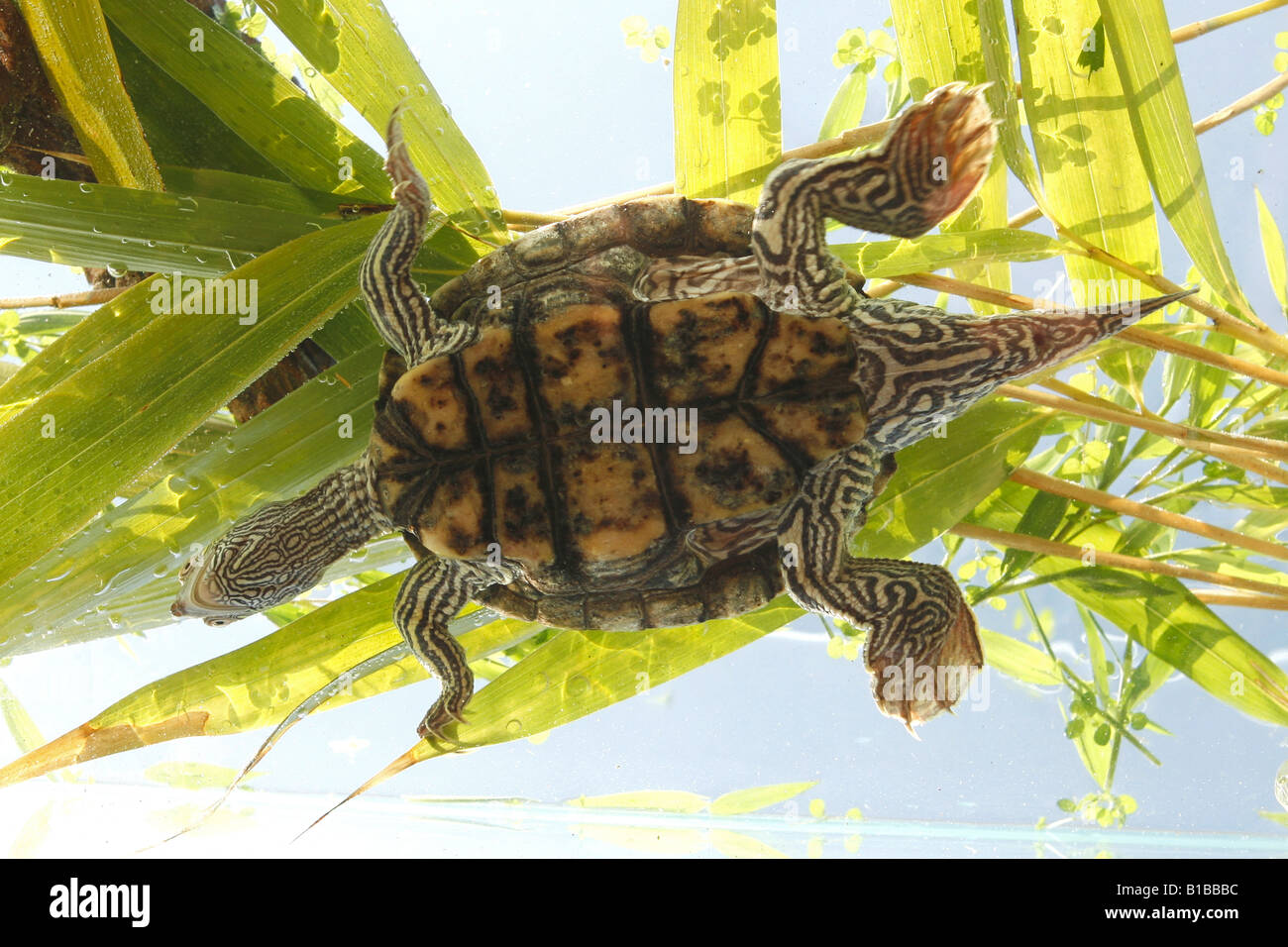 Mississippi Map Turtle / Graptemys pseudogeografica kohnii Stock Photo ...