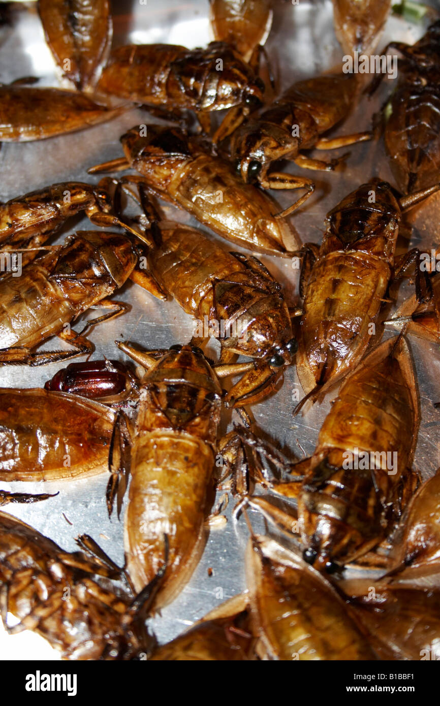 Fried Cockroaches For Sale, Bangkok, Thailand Stock Photo - Alamy