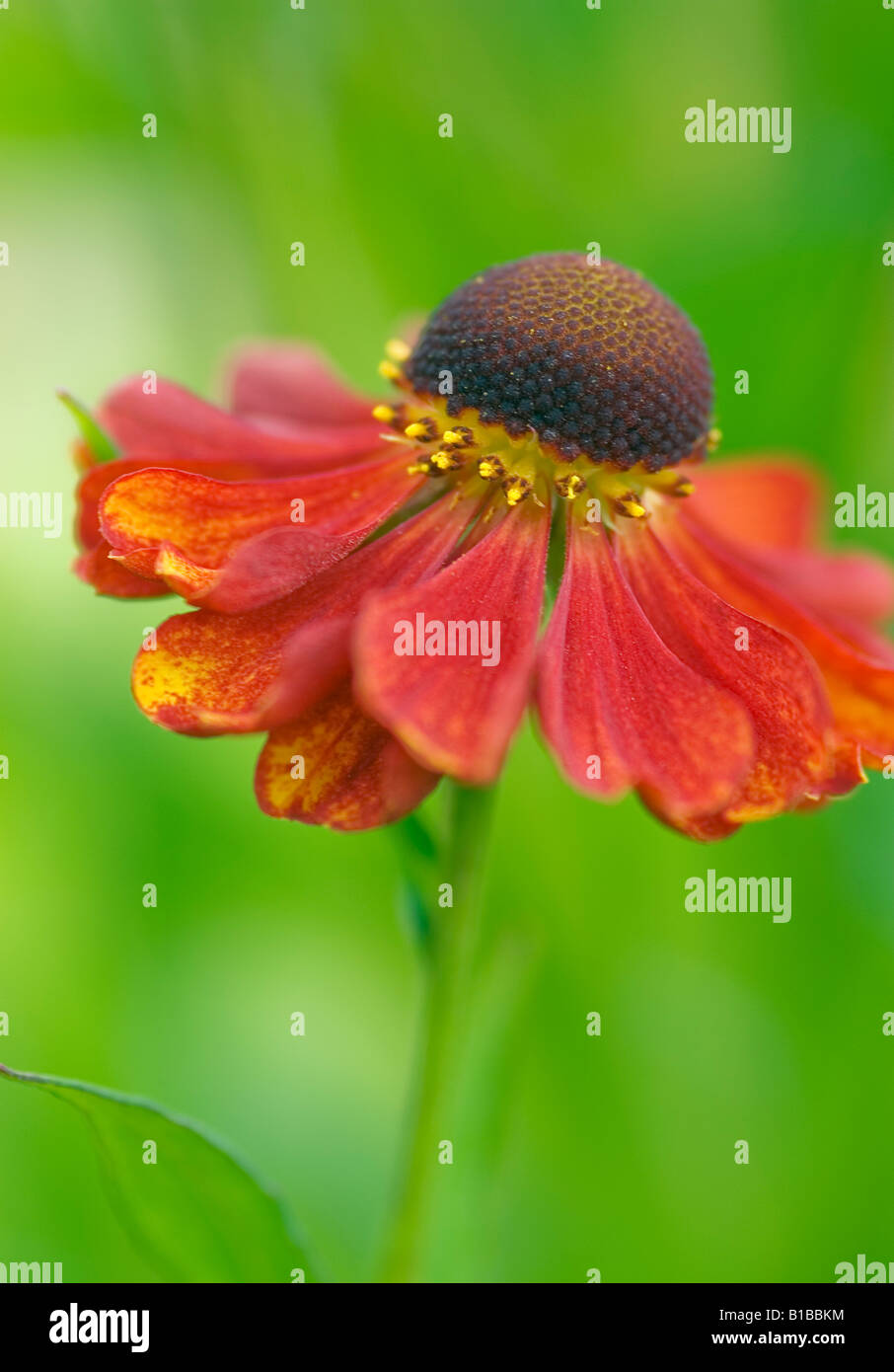 Flammen hi-res stock photography and images - Alamy