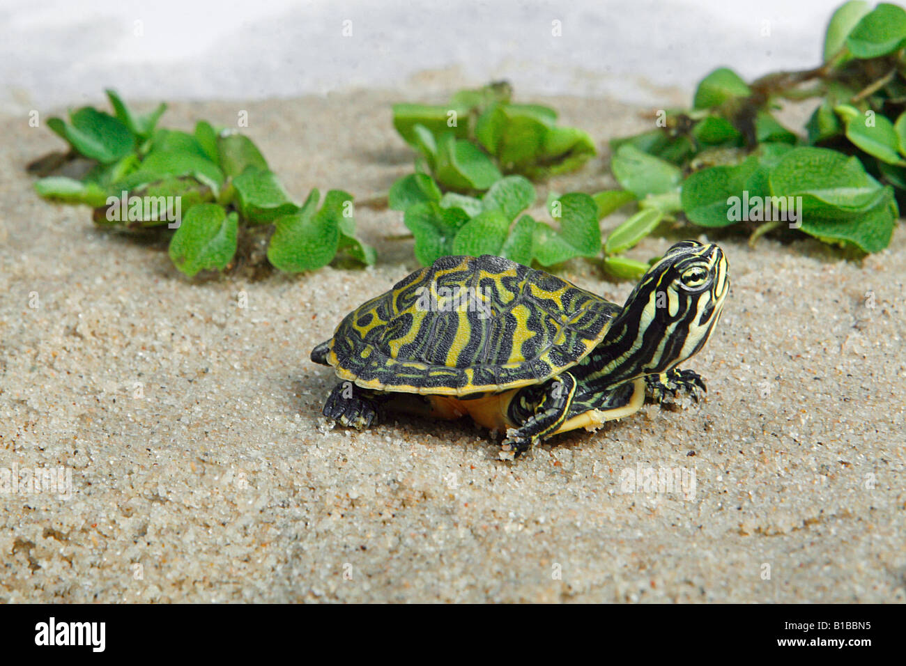 young Yellow Bellied Slider / Trachemys scripta scripta Stock Photo - Alamy