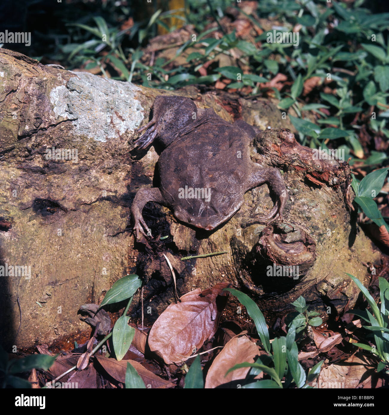 Toad Surinam toad toad on log Stock Photo - Alamy