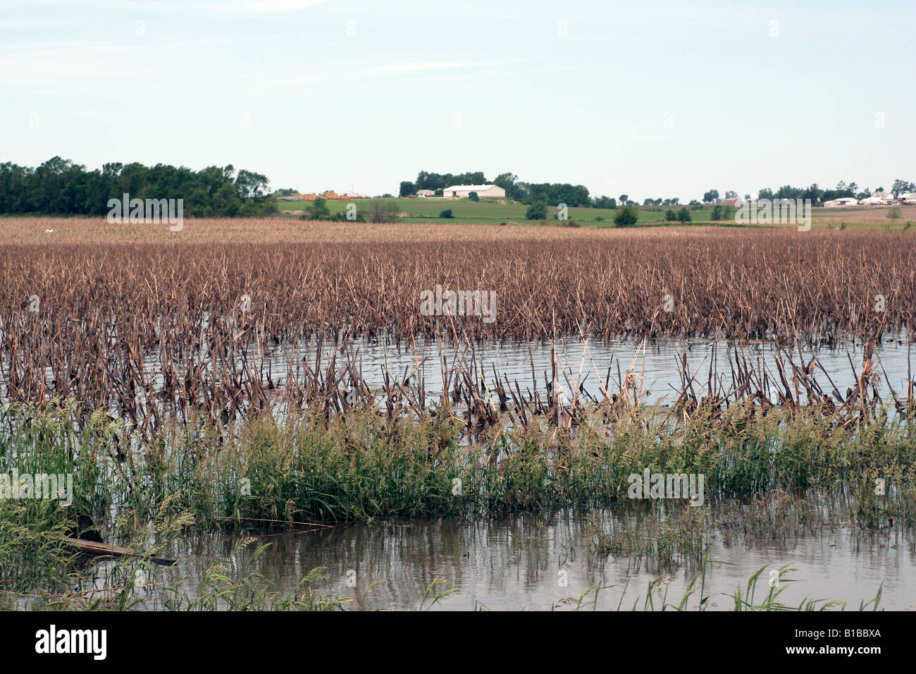 Flooded Corn field Midwest USA Stock Photo - Alamy