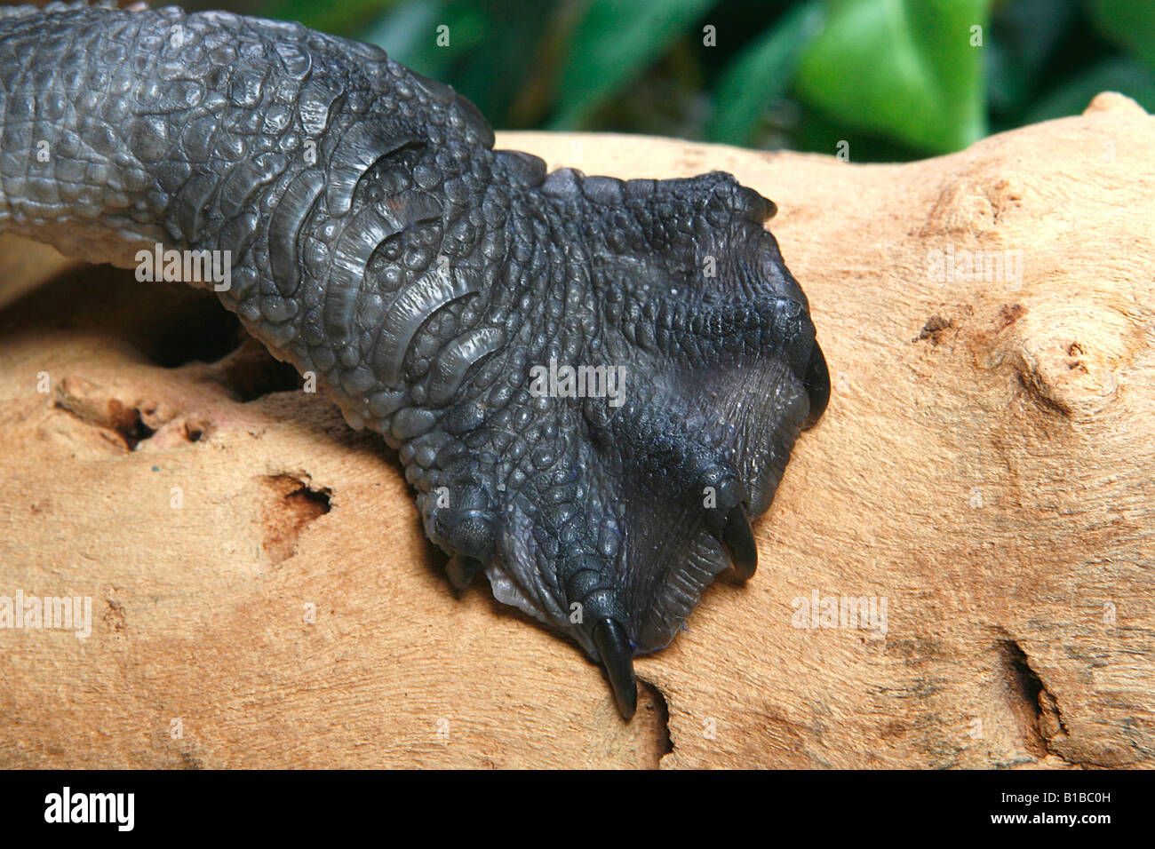 Red-bellied Short-necked Turtle - leg / Emydura subglobosa Stock Photo ...