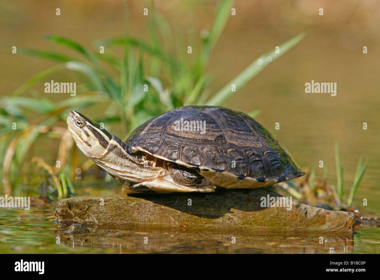 Amboina box turtle (Cuora amboinensis) taking a sunbath on a rock on ...