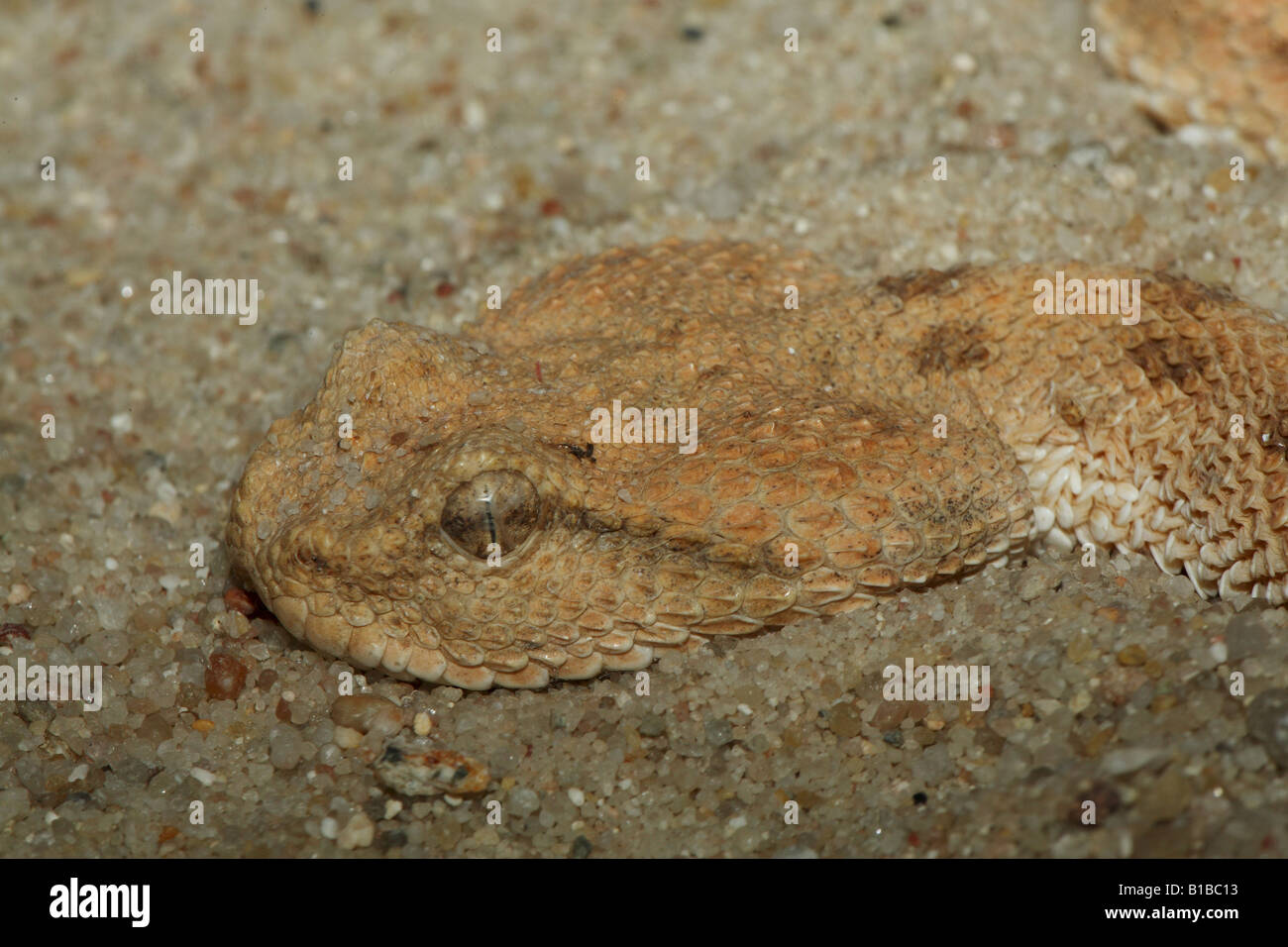 Saharan horned viper hi-res stock photography and images - Alamy