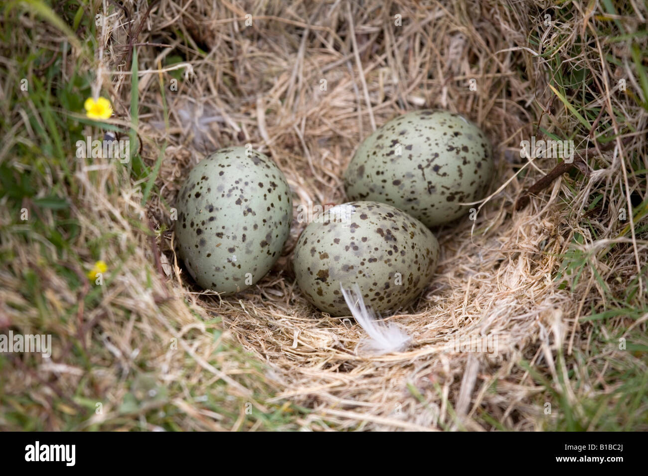 lesser black backed gull nest and eggs Larus fuscus cornwall Stock ...