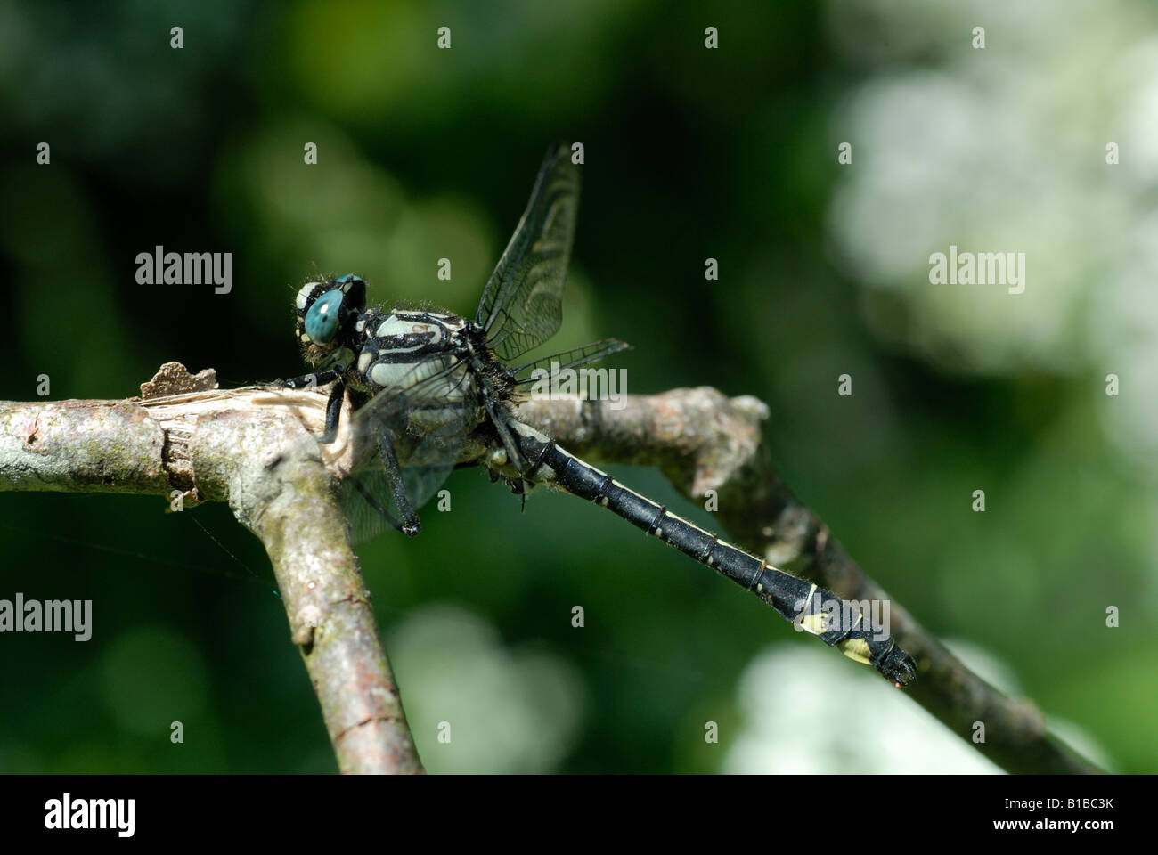 Clubtailed dragonfly hi-res stock photography and images - Alamy