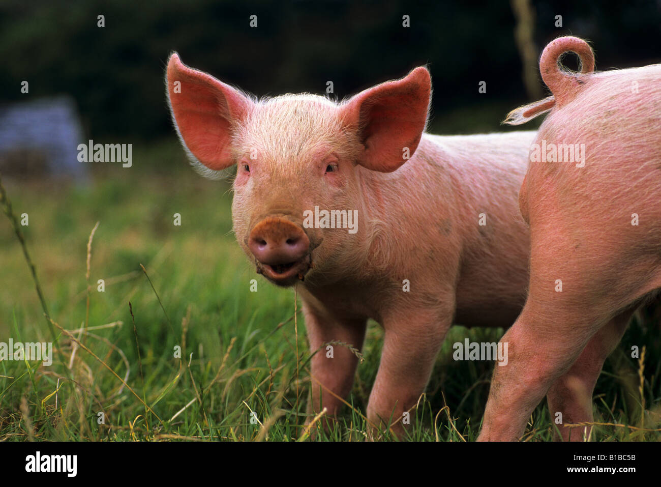 white piglets small holding cornwall Stock Photo - Alamy