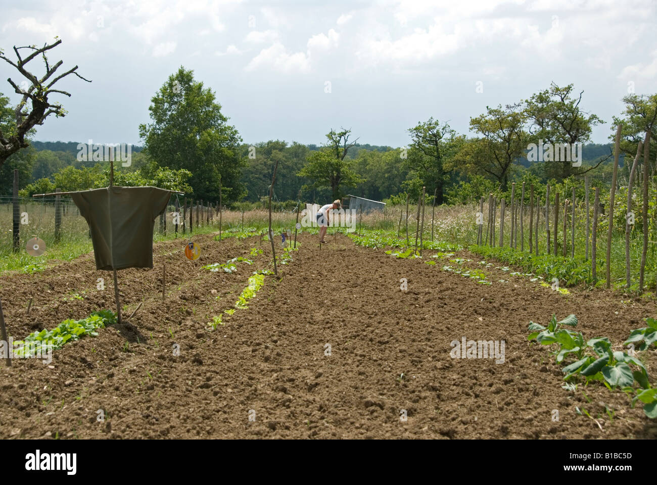 Stock photo of a woman gardener sowing seeds on her vegetable plot ...