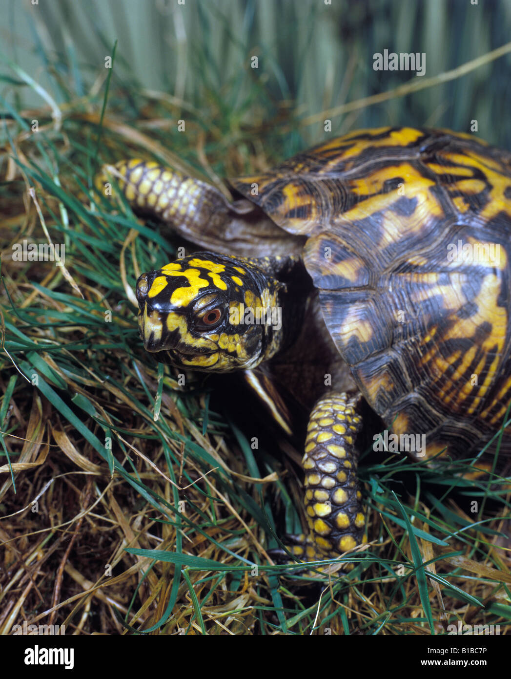 Turtle box turtle turtle on ground Stock Photo - Alamy