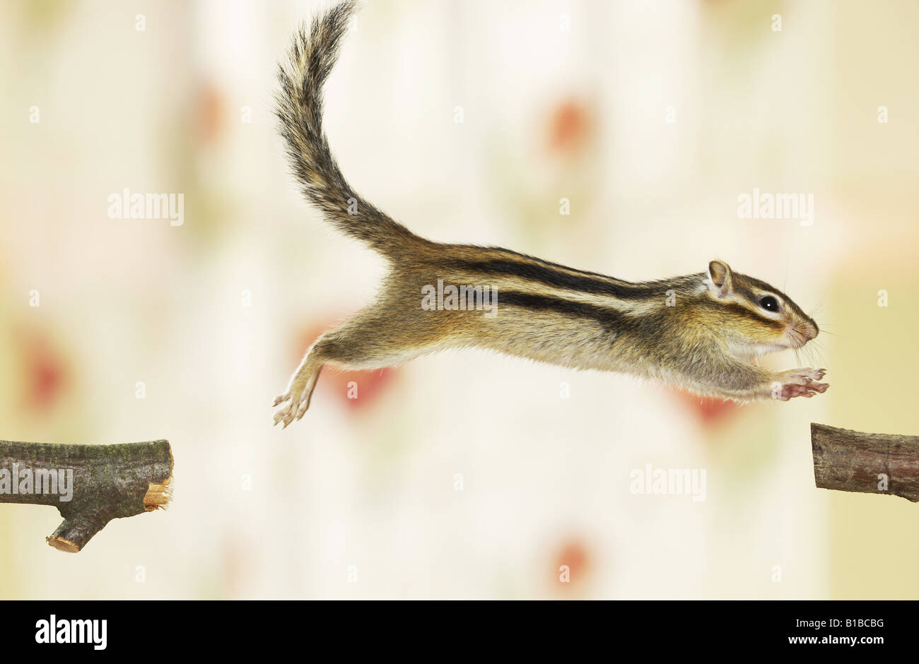 Siberian chipmunk - jumping Stock Photo - Alamy