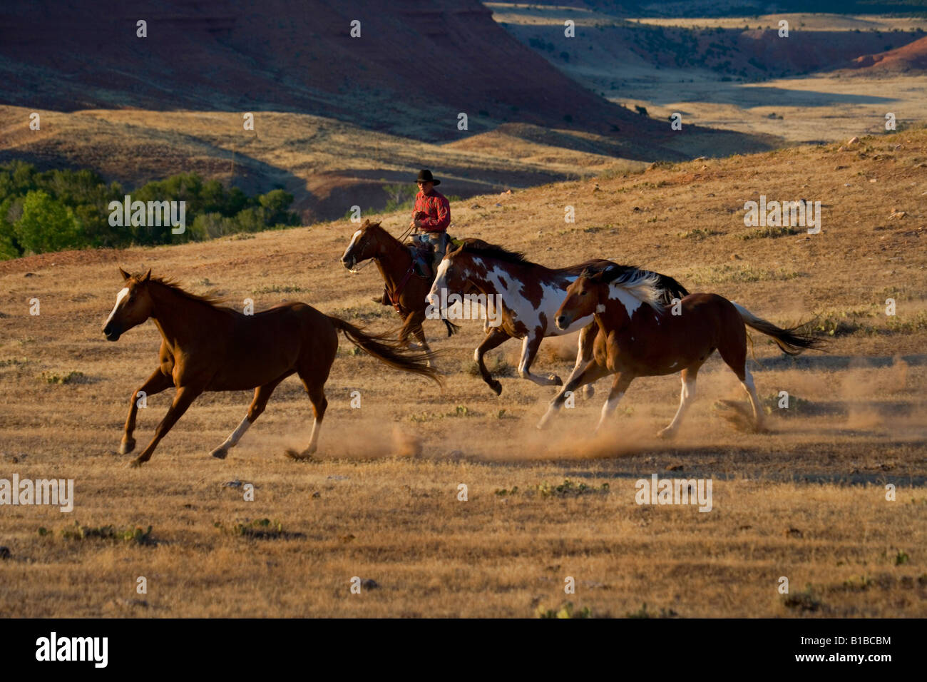 Cowboys rounding up horses hi-res stock photography and images - Alamy