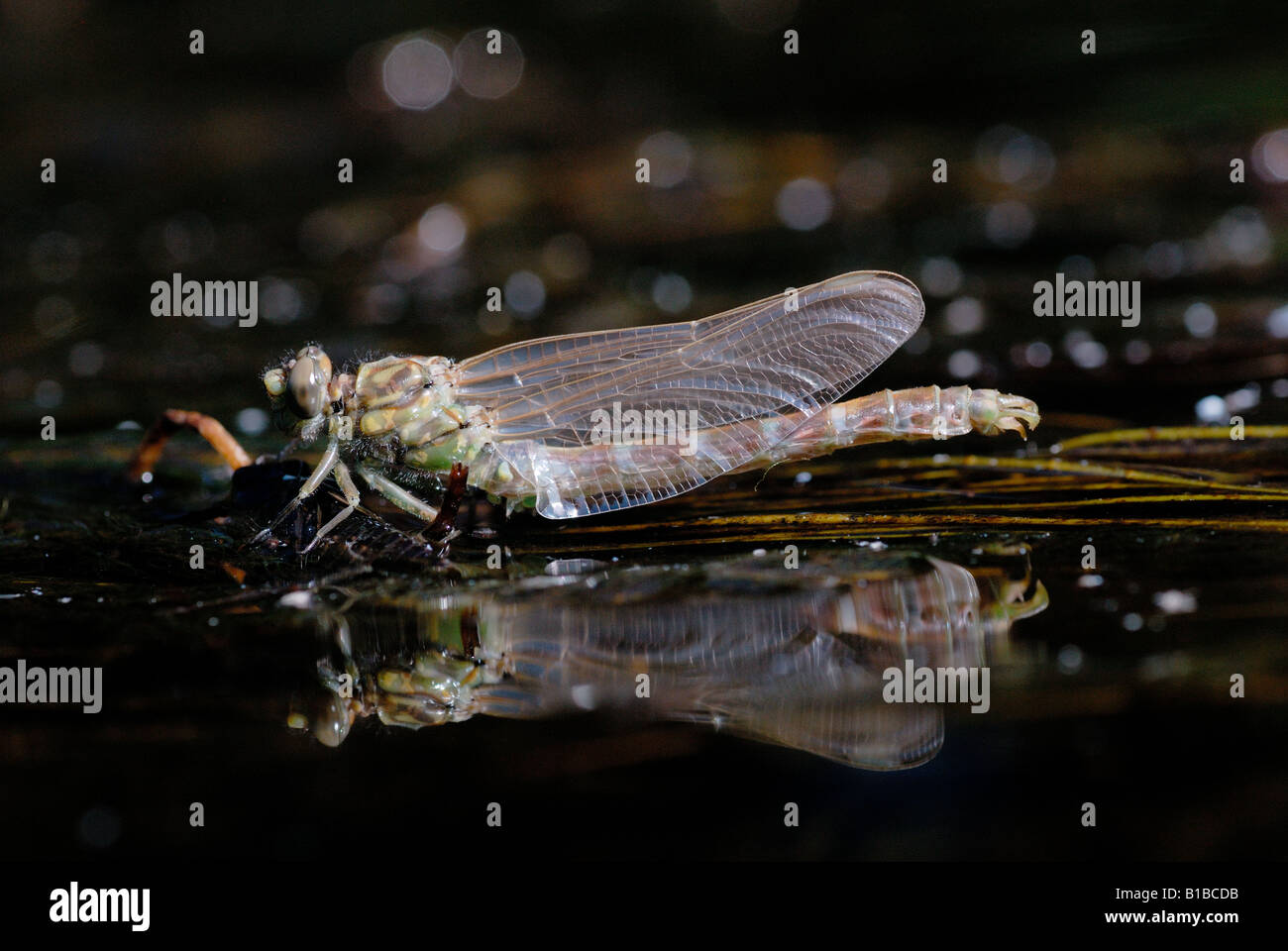 Tail hook hi-res stock photography and images - Alamy