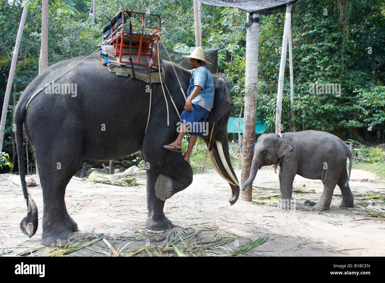 Man climbing on an elephant, Ko Samui, Thailand Stock Photo - Alamy