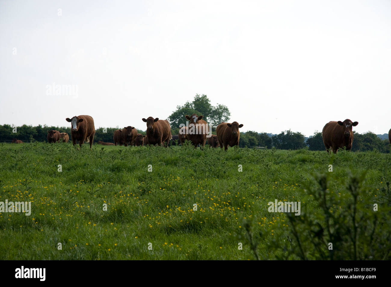 cows in green field Stock Photo - Alamy