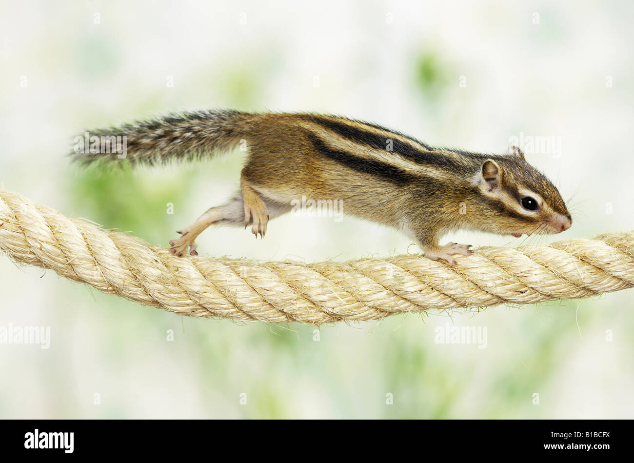 Chipmunks cut out hi-res stock photography and images - Alamy