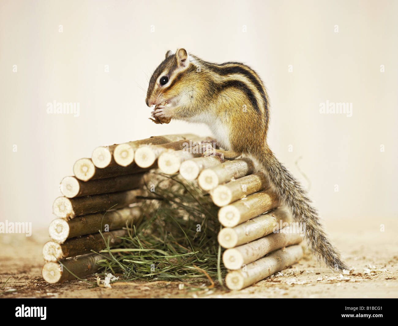 Siberian chipmunk - munching Stock Photo - Alamy
